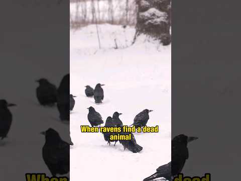 The Extraordinary Affinity: Wolves and Ravens' Unbreakable Bond