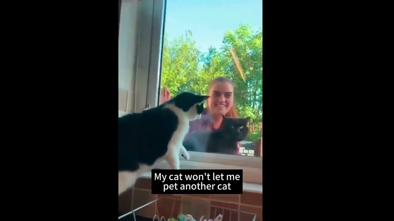 The Ultimate Jealous Cat Compilation