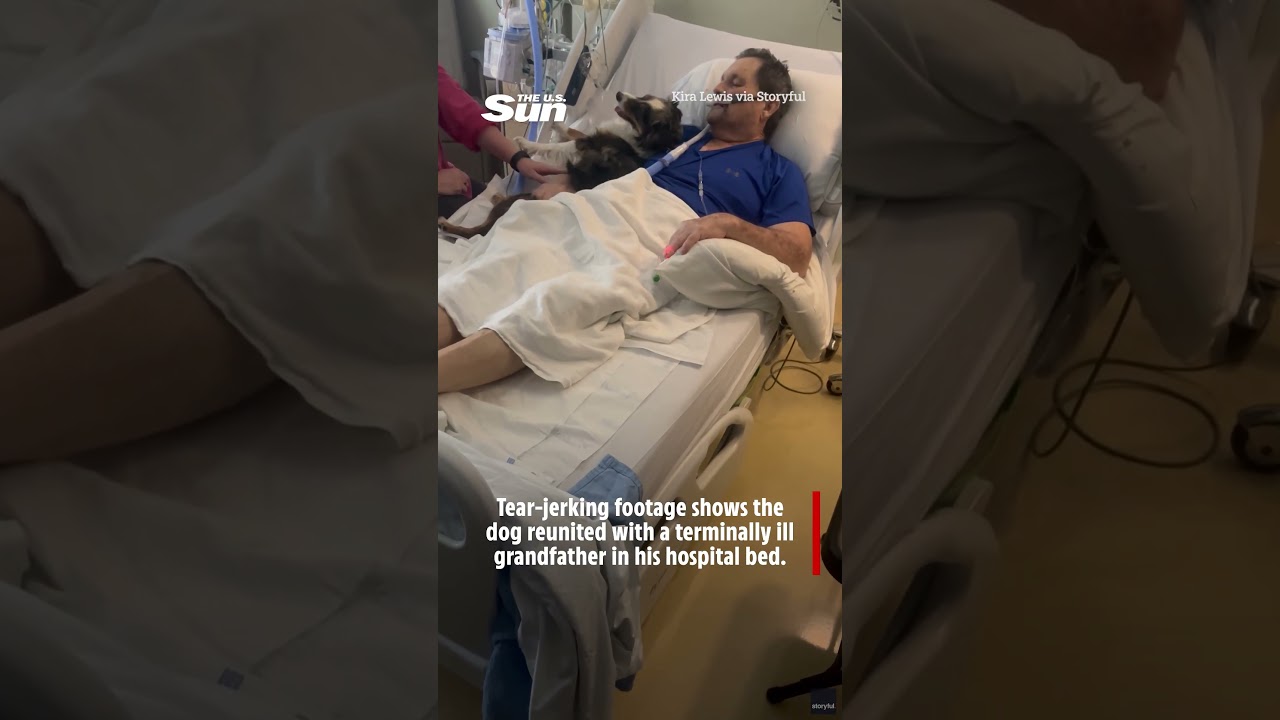Tear-jerking moment loyal dog says final goodbye to terminally ill owner