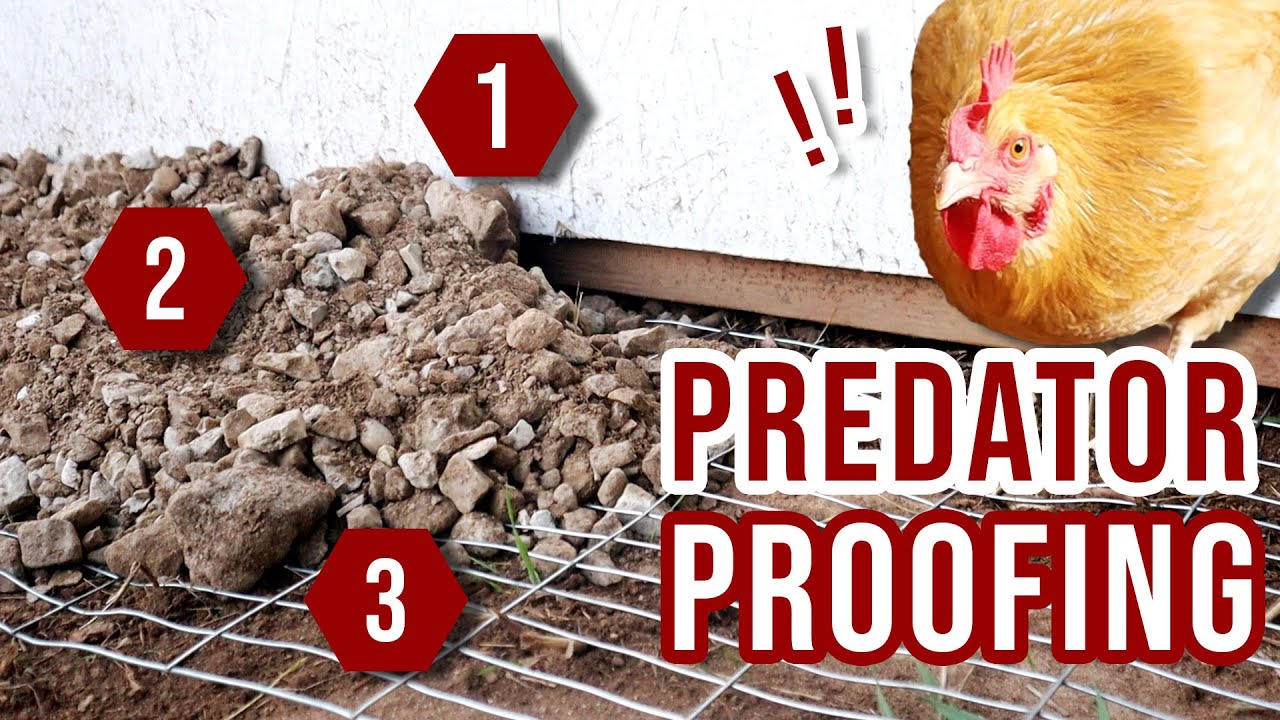STOP 🛑 Digging Predators | Protect Chicken Coop From Coyotes, Raccoons, Dogs + | Backyard Chickens