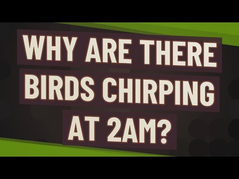 Why are there birds chirping at 2am?