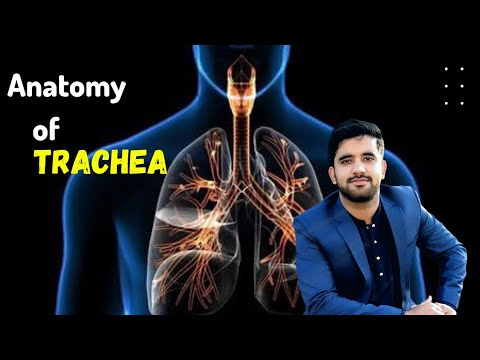 Trechea anatomy and physiology in urdu/hindi | Bronchial tree | structure | Relations | wind pipe