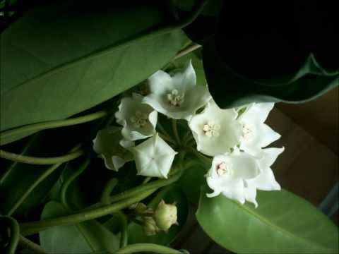 Just the Flowers Ma’am: Hoya magnifica | Vermont Hoyas