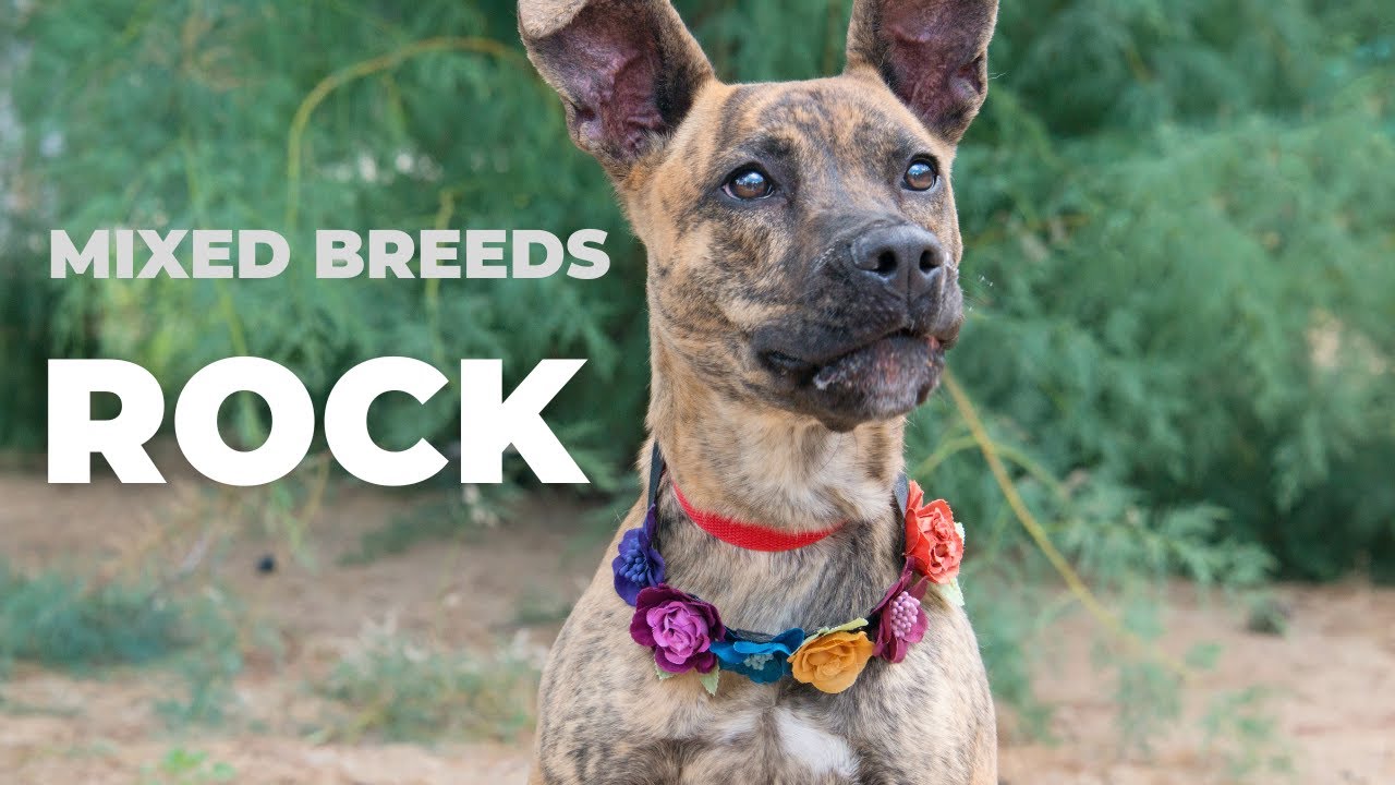 The Truth About Mixed Breed Dogs: Myths vs Facts 🐶❓