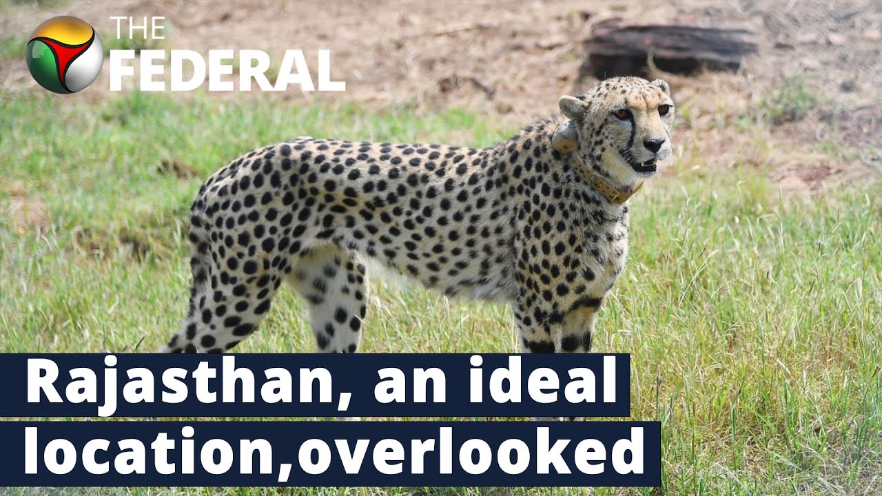 'Politics played a part in cheetah relocation'