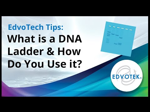 EdvoTech Tips: What is a DNA Ladder and how do you use it?
