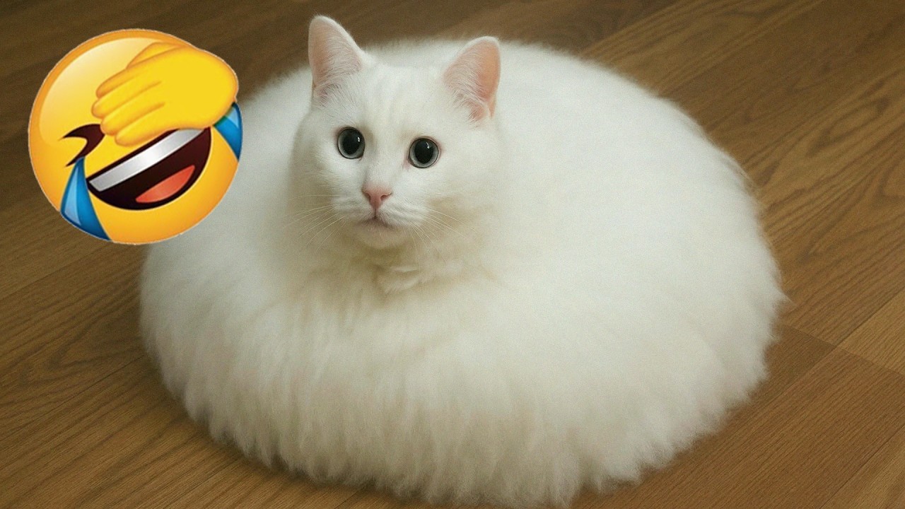 Hilarious Cats 😹 The Puffiest White Ball Of Fluff | Fluffy Surprise