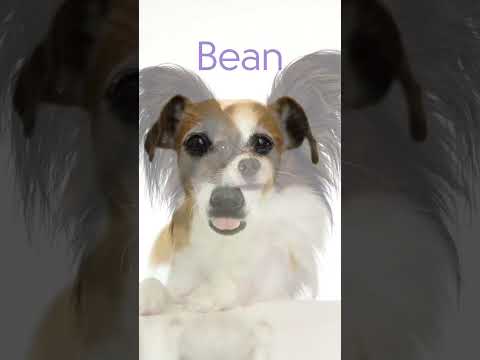🐾 5 Unique Dog Names That Start with B #6 | Unique Dog Name Ideas | Wag & Howl