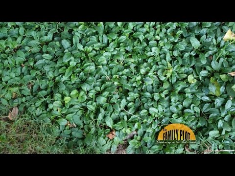 Q&A - What is this plant? A: Ajuga or Bugleweed