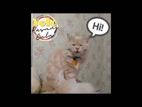 My Persian Cat Learns To Say *HI* - Cat Talking