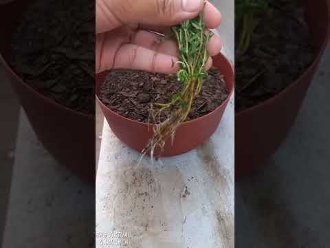 5 Herbs You Can Grow on a Sunny Windowsill ๐ฟ