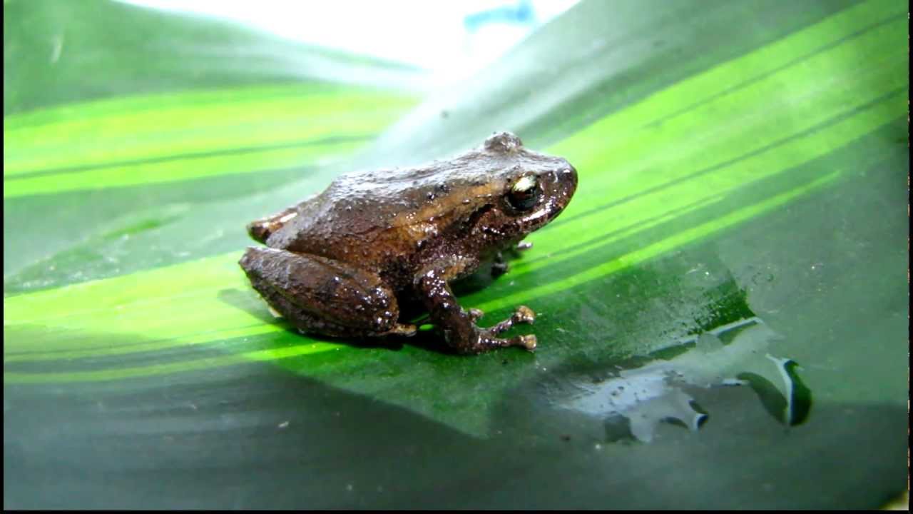 Endemic - frogs - Cachabi Robber Frog  - Pristimantis achatinus  - rainfrog