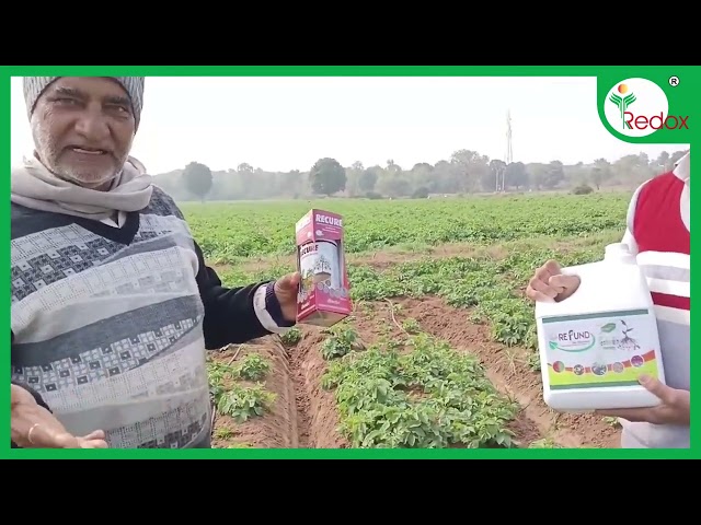 Plant Growth Promoter - Bitrol Powder (GBC POWDER) Manufacturer from ...