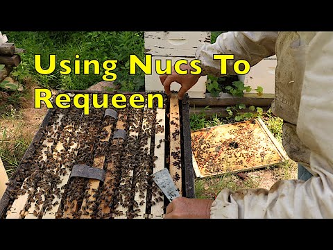 Beekeeping: Combining Double Screen Board Nucs with Colonies