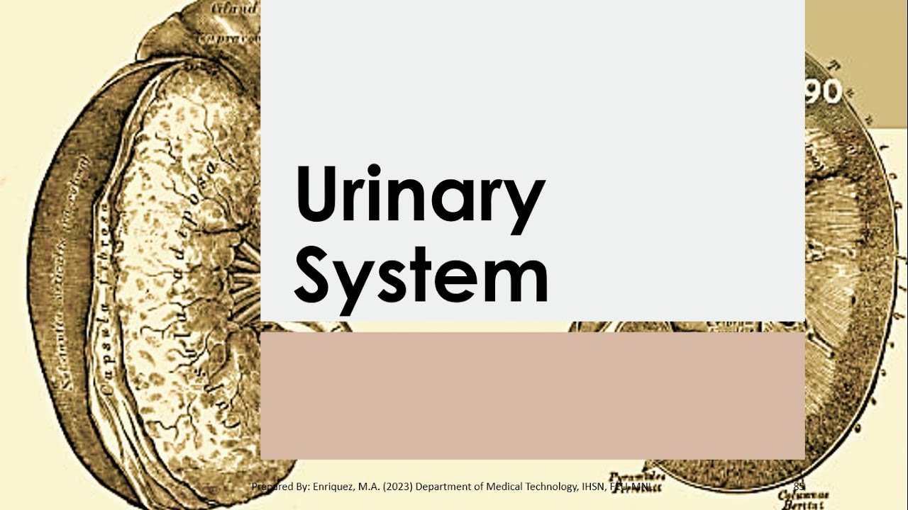 Basic Anatomy & Physiology 18 | URINARY SYSTEM   Reference   Seeley's