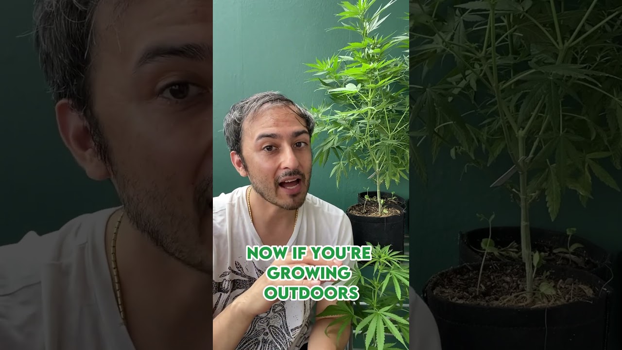 How much does a cannabis plant produce?