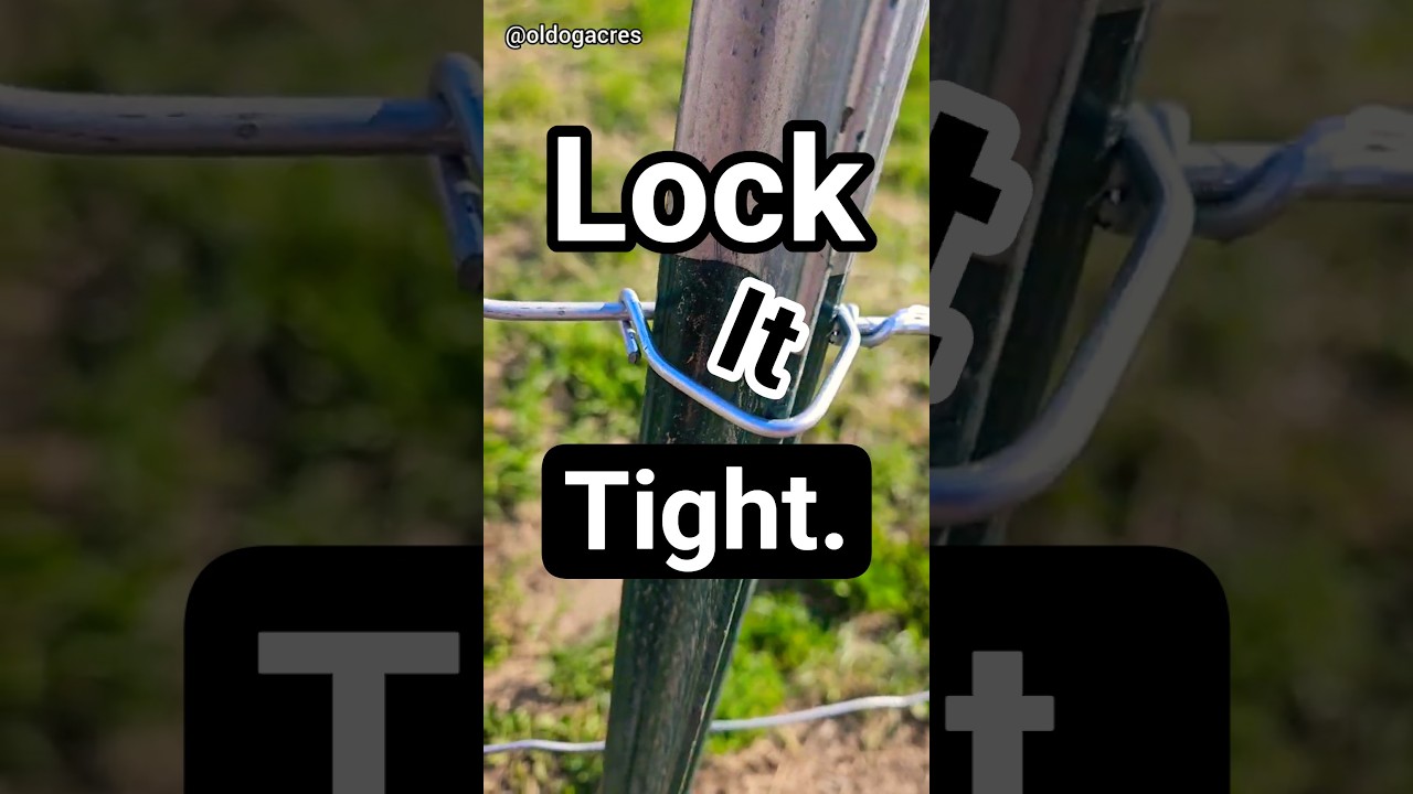 How to Use T-Post Clips (The Easy Way) 🔩💪 #fencing #homestead #shorts