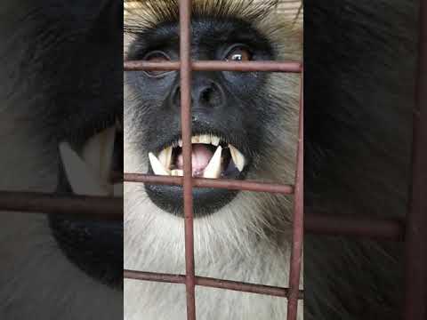 MONKEY CATCHAR. 9001951527. SAFE RESCUE TEAM