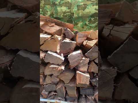 Wait to see how hot it is in the solar kiln!