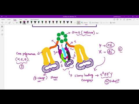 Structure of DNA polymerase III enzyme I Subunits of DNA polymerase III and their functions