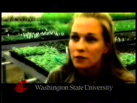 School Life - Washington State University
