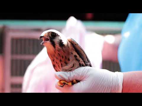 Do My Job: Nature and Raptor Center of Pueblo