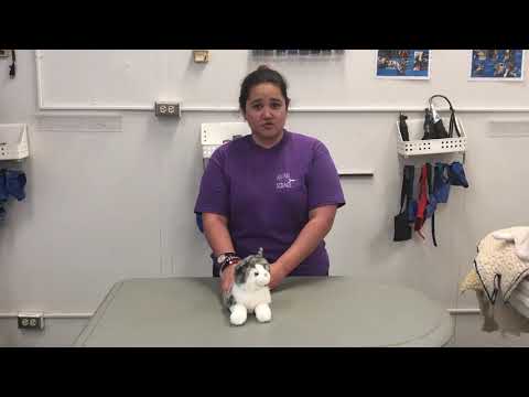 Restraint: Cat Stretch Hold