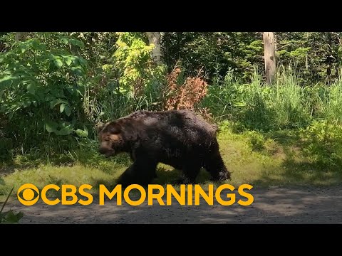 Bear attacks in Japan at record high as the animals struggle to find food
