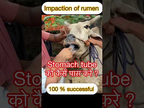 Stomach tube ko kaise pass kare? I Impaction of rumen l Bloat l Tympani l Dr Umar Khan