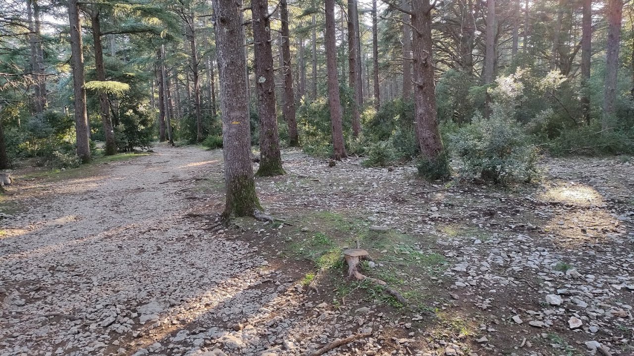La Forêt des Cèdres à Bonnieux, Provence.
