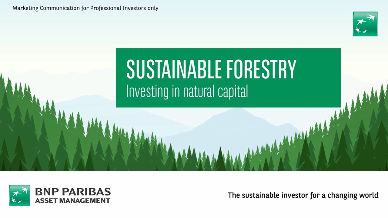 Why invest in Sustainable Forestry