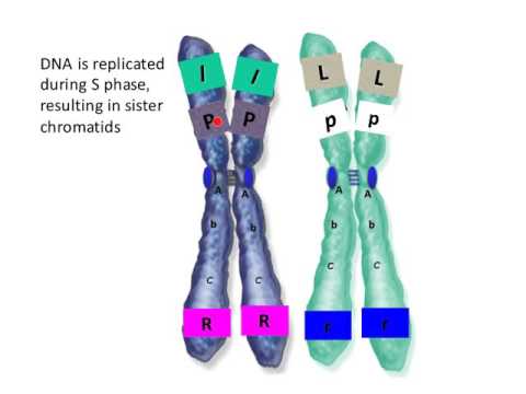 Genetic Recombination