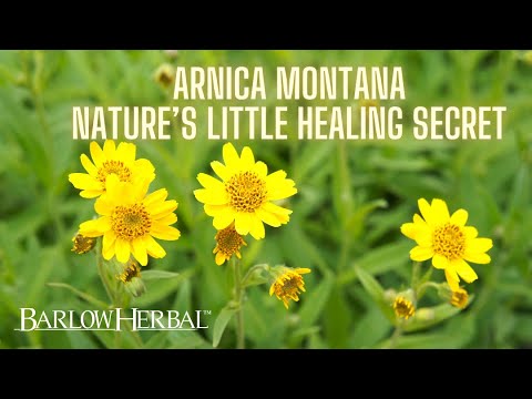 The Health Benefits of Arnica Montana