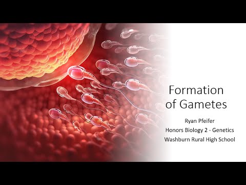Formation of Gametes