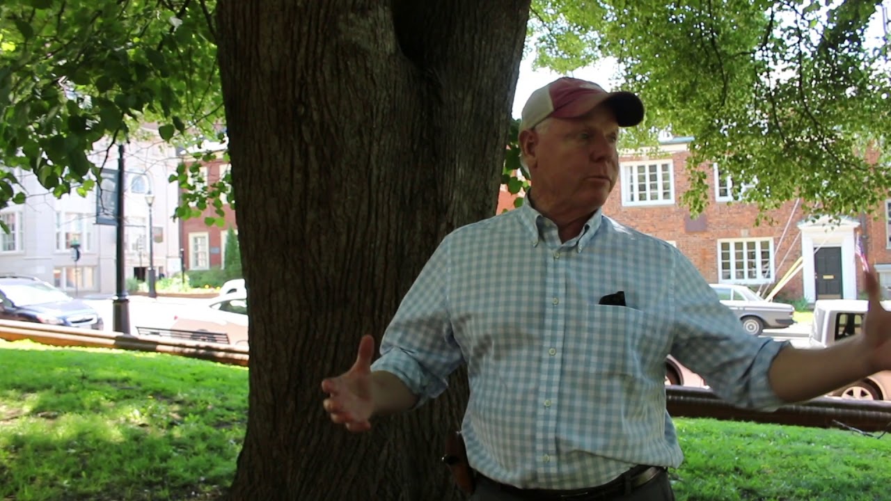 Explaining the Root Plate and Critical Root Zone