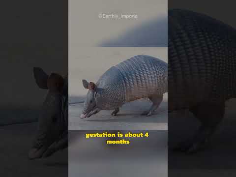 Armadillos Nature's Armored Explorers and Ecosystem Engineers