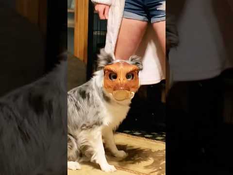 "Dogs Wearing Masks Like They're in a Secret Mission πΆοΈπΆ"#dog #funny #dogs #fyp #funnyvideo