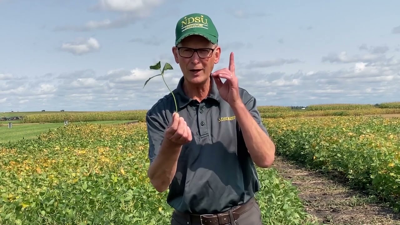 Science for Success: Soybean Growth Stages