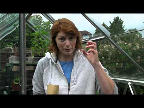Borlotti beans - Claire's Allotment part 143