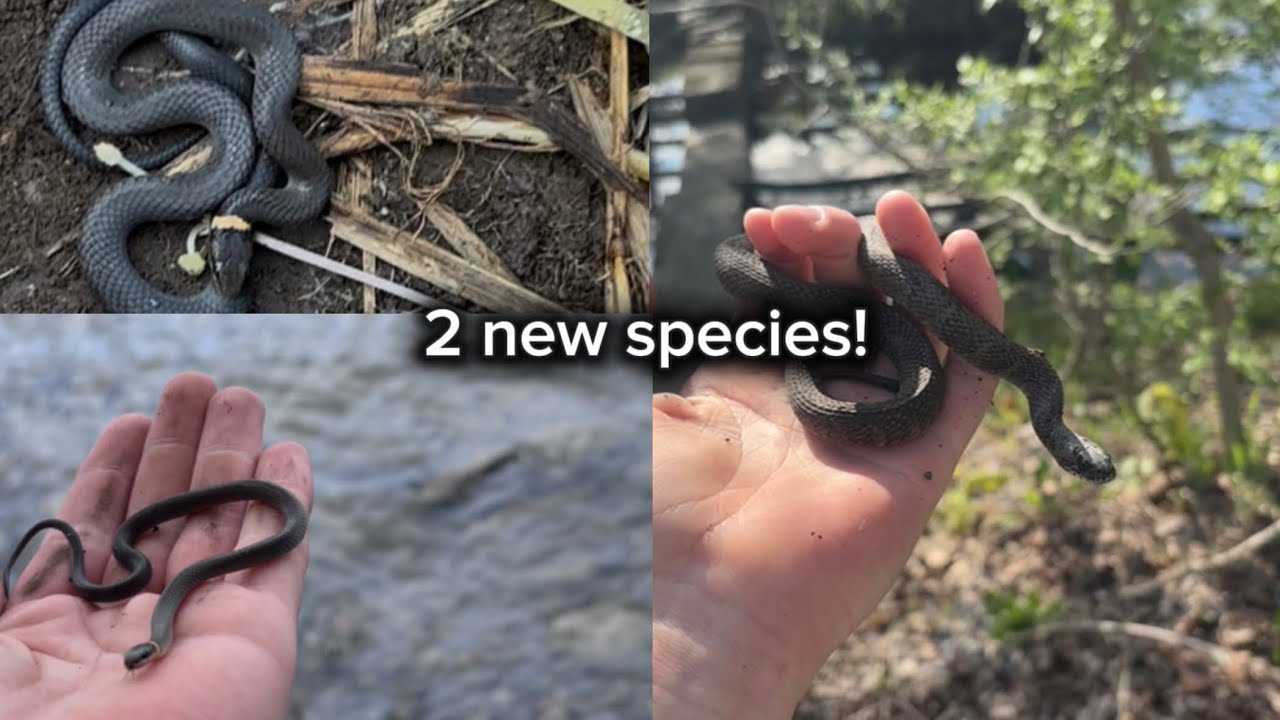 4 species of snake in one day?| Upstate New York field and riverside herping for snakes