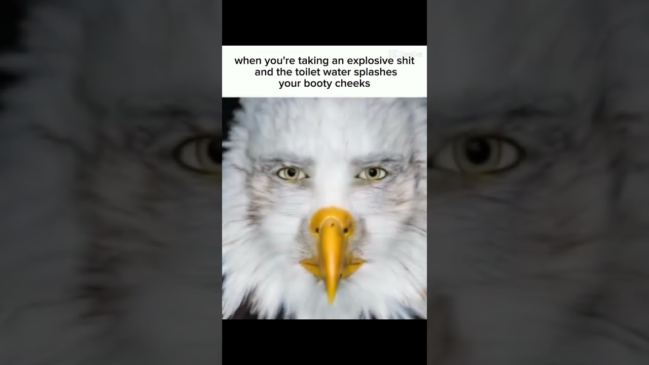 eagle meme🦅