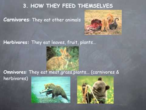 General Characteristics of Animals – Animal Systems