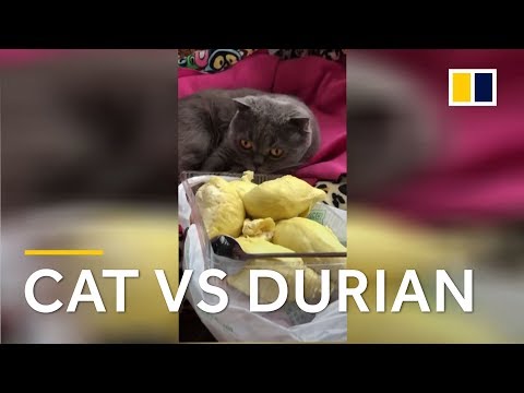 Curious cat overwhelmed by the smell of durian