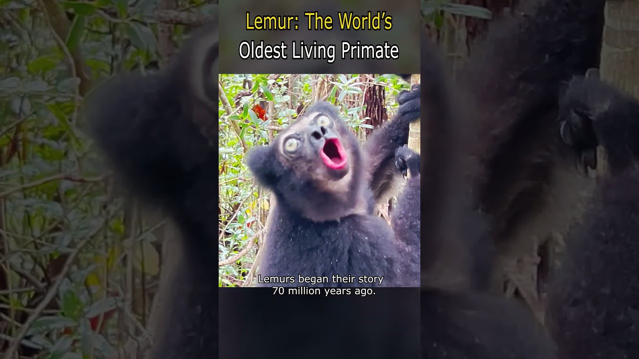 Lemur: Madagascar's Flagship Species