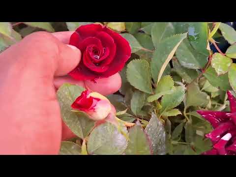 English Rose plant - Hybrid Rose plant in Wholesale Gulab ka poudha #plants #farming