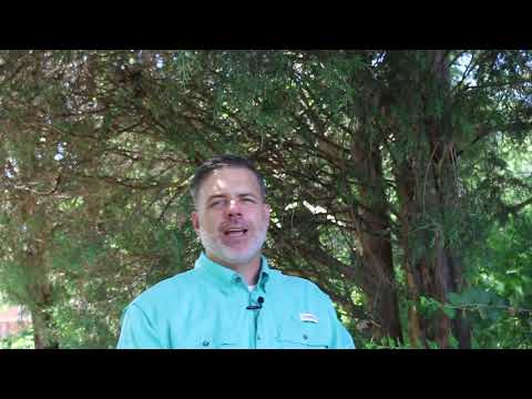 Eastern redcedar (Juniperus virginiana) - Plant Identification