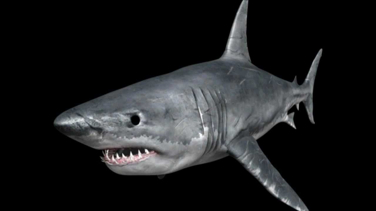 Shark 3D model |Animal Fish / Aquatic 3D model | max, 3ds, obj, c4d, lwo