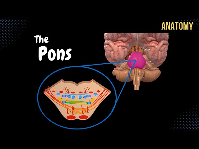 Understanding the Anatomy of the Pons: A Comprehensive Guide | Galaxy ...