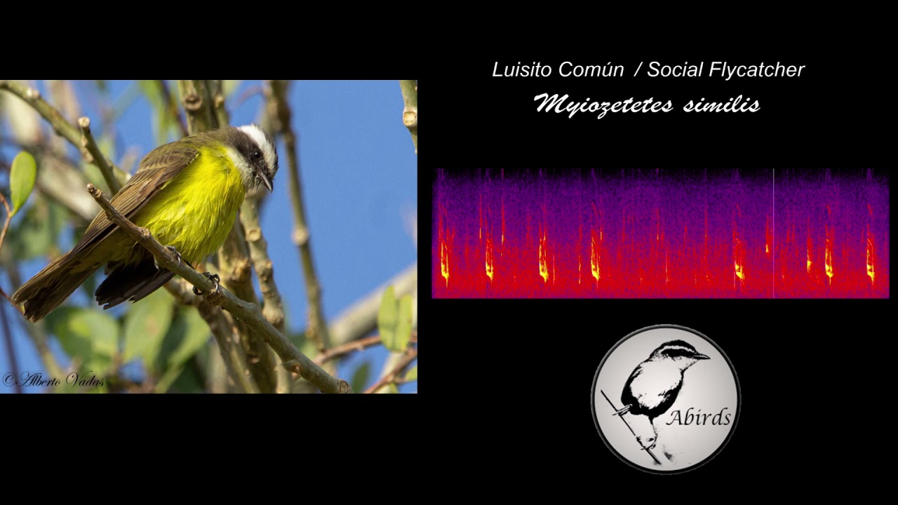 Luisito Común (Myiozetetes similis)