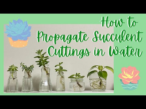 How to Propagate Succulent Cuttings in Water